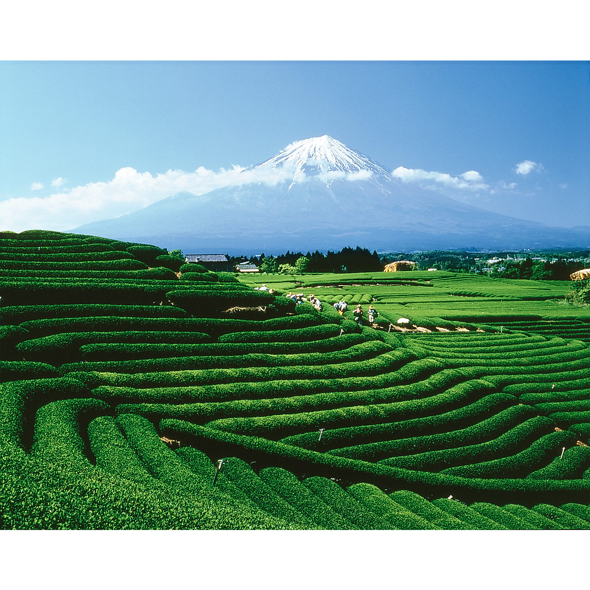 Palais des Thés - Joyeux Noël Tea - Advent Holiday Calendar with Premium Parisian Single Estate Herbal, Black, Oolong, Rooibos, Green Teas - 24 Tea Bags Total