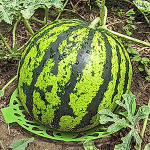 7Penn Watermelon Support Stand - 10pk Green Plastic Melon Cradle Supports for Watermelons, Pumpkins, Melons, and Squash