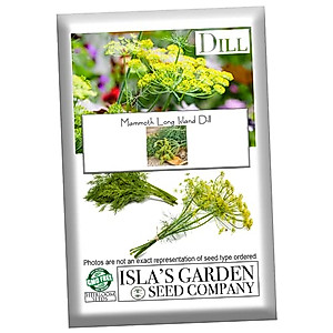 "Mammoth Long Island" Dill Seeds for Planting, 1500+ Seeds Per Packet, (Isla's Garden Seeds), Non GMO & Heirloom Seeds, Botanical Name: Anethum graveolens, Great Herb Garden Gift