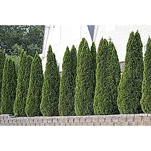 Arborvitae Emerald Green | 3 Live Gallon Size Trees | Thuja Occidentalis Smaragd | Evergreen Privacy Screening Hedge Plants