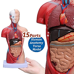 faruijie Human Anatomy Torso Model 10.5 Inch Anatomical Assembly Model of Human Organs 14 PCS Removable Organs School Medical Education Display with Detailed Installation Manual
