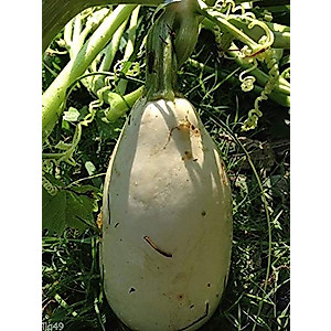 1292-Mexican White Squash (Calabacitas) Seeds by Robsrareandgiantseeds UPC0764425789925 Non-GMO,Organic,USA Grower,Bonsai,Showy,Container,Trellis,Hanging Basket,1292 Package of 7 Seeds