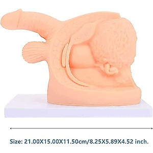 HGYYIO Urinary Catheterization Model Internal External Genital Anatomy Model and Urinary Catheter Mold Male Female Catheter Anatomy Teach Set,for Clinical Teaching Practica