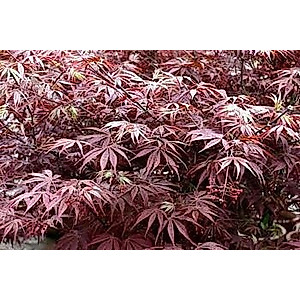 Suminagashi Japanese Maple 10 Seeds- Outdoors or Bonsai