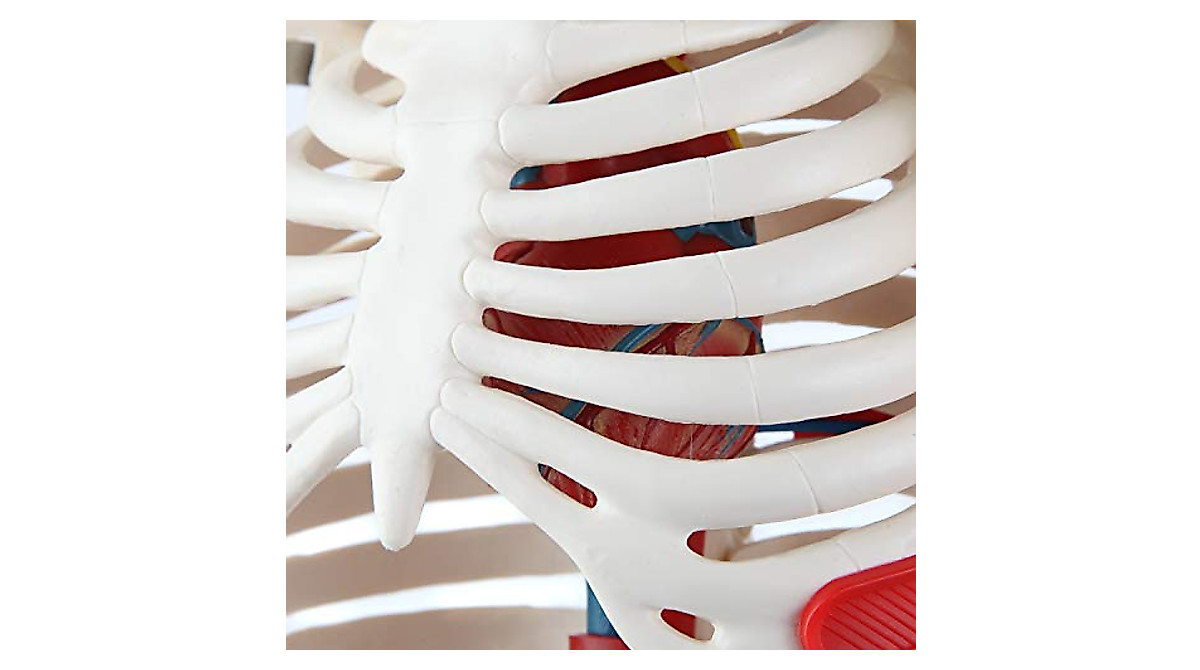 33" Human Skeleton Model - Perfect for Students & Doctors