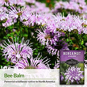 Survival Garden Seeds - Bergamot Herb (Bee Balm) Seed for Planting - 3 Packs with Instructions to Plant and Grow Lavender Monarda Wildflowers in Your Home Vegetable Garden - Non-GMO Heirloom Variety