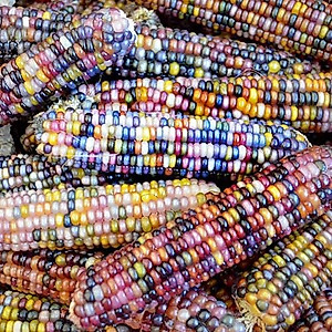 100+ Glass Gem Corn Seeds Non-GMO Popcorn Delicious Jewel-Toned, Glass-Like Kernels, Grown in USA. Rare! Ornamental and Edible! HARLEY SEEDS