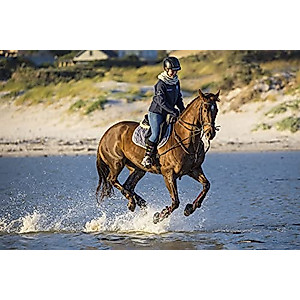 DOUBLE ACTION (Cooling and Warming Effect) Liniment Gel for Sore Muscles and Joints made with Camphor and Menthol for Horses. Effective Post Workout Recovery and Pre-Workout Leg and Spinal Care Rub