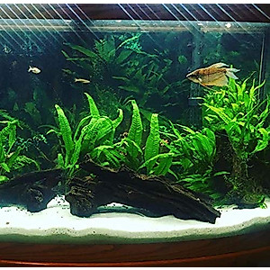 Mainam Java Fern Planted on Driftwood Microsorum Pteropus Freshwater Easy Low Light Live Aquarium Plant Decorations 3 Days Guarantee