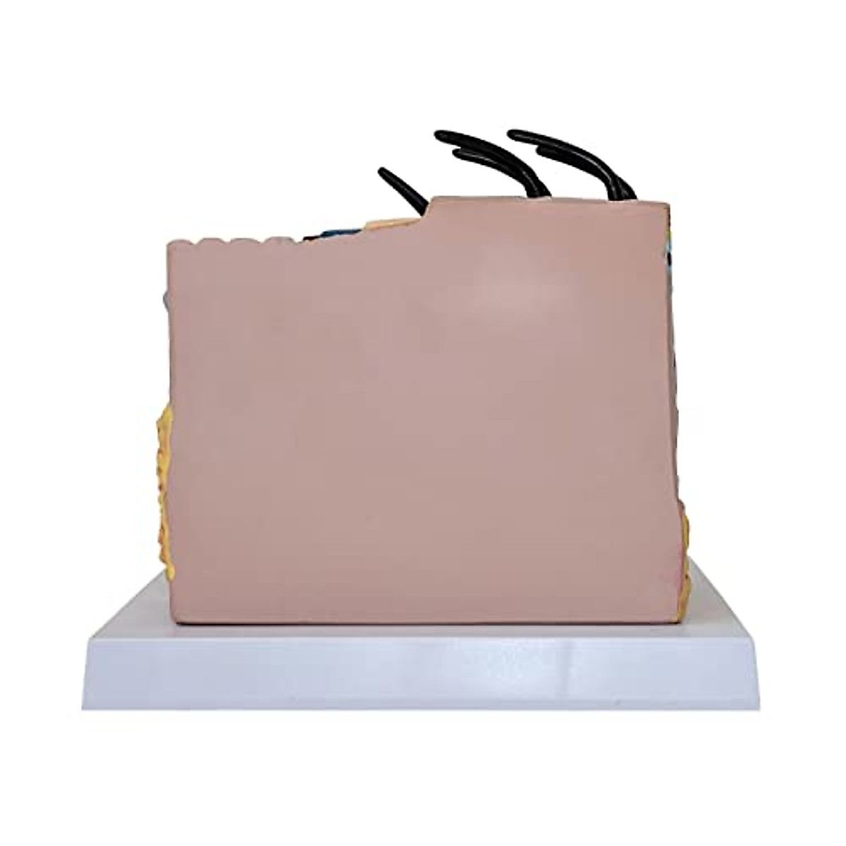 Anatomy Lab 70X Enlarged Human Skin Anatomical Model, Anatomy Model of Skin and Hair Follicles for Science Classroom Study Teaching Model