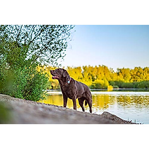 SureFlap Animo Activity Tracker and Behavior Monitor for Dogs, .06 LB