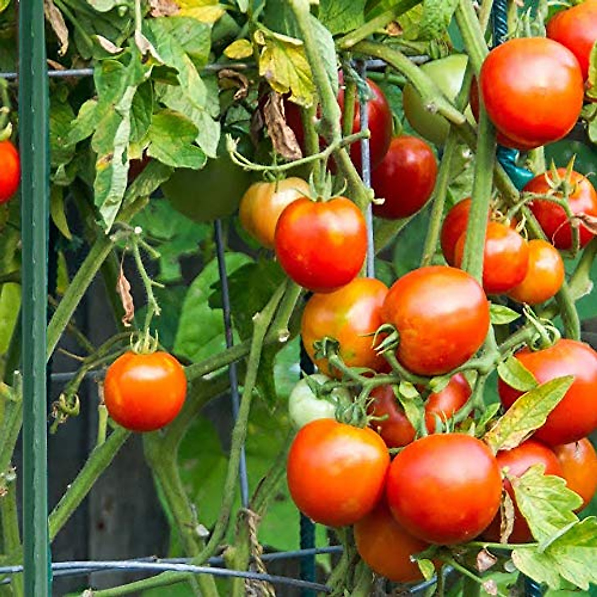 Xiny Tool Garden Stakes, 25 Pack 4 Ft Steel Plant Garden Tomato Stakes with Plastic Coat for Climbing Plants (25 Pack 48 Inch)