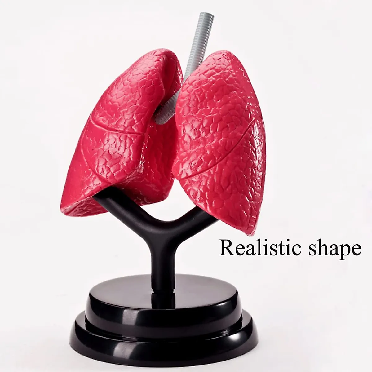 HIRNER Model Teaching Model Realistic Lung Anatomy Model Removerable Human Internal Organ Anatomy Model Medical Teaching Learning Aids for Teaching