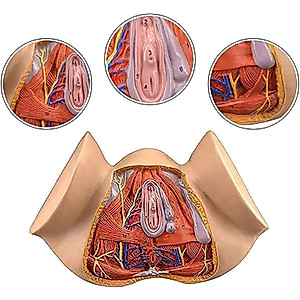 3D Human Uterus Model Uterus Vulva Combination Model Human Uterus Model, Model Model of Female Reproductive System for Human Anatomy and Physiology Education