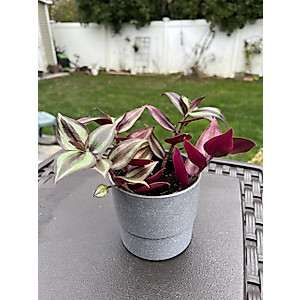 Dark Desire Wandering Jew Purple Live Plant - Unique Houseplants for Easy Indoor Gardens & Home Decor Gifts - Potted Tiny Houseplants 4" inch Grey Pot Included