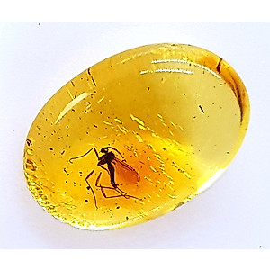 Genuine Fossil Baltic Amber with Inclusion with Magnifying Box/Beautiful Museum Grade