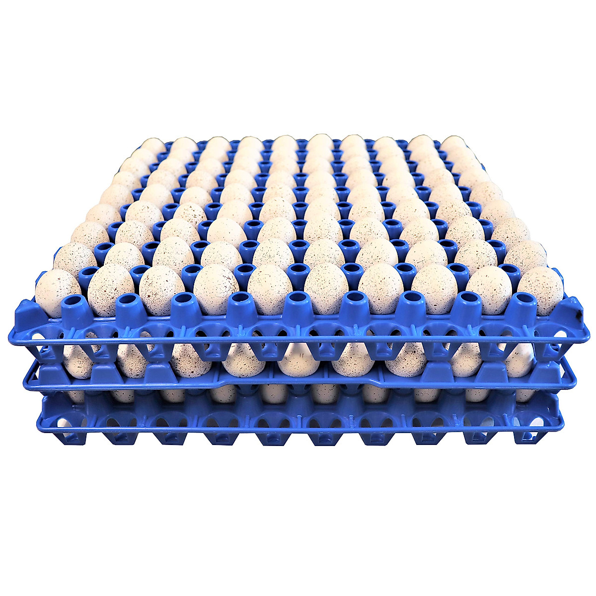6 RITE FARM PRODUCTS 90 Egg Plastic Trays for Quail Pigeon Dove Bird Flat Carton