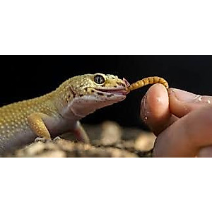 The Mad Jungle TM 125 Live Large 1 1/2 to 2 inch Superworms Live Arrival Guaranteed