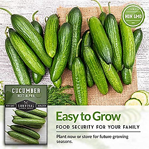 Survival Garden Seeds - Beit Alpha Cucumber Seed for Planting - Pack with Instructions to Plant and Grow Smooth Green Burpless Cucumbers in Your Home Vegetable Garden - Non-GMO Heirloom Variety - 2