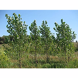 2 Hybrid Poplar Trees - Grow for Privacy, Shade, Landscaping. Fast Growing. Get 2 Cuttings to Grow 2 Trees
