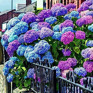 35pcs Blue Pink Purple Hydrangea Seeds - Stunning Perennial Flowers for Colorful Garden Blooms - Hardy Plant Seeds for Gardening Enthusiasts - Easy-to-Grow Variety for Landscape Beautification