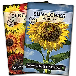 Sow Right Seeds - Sunflower Garden Seed Collection for Planting Outdoors - Large Individual Packets of Mammoth Sunflower and Sunflower Mix. Non-GMO Heirloom Seed to Grow - Wonderful Gardening Gift