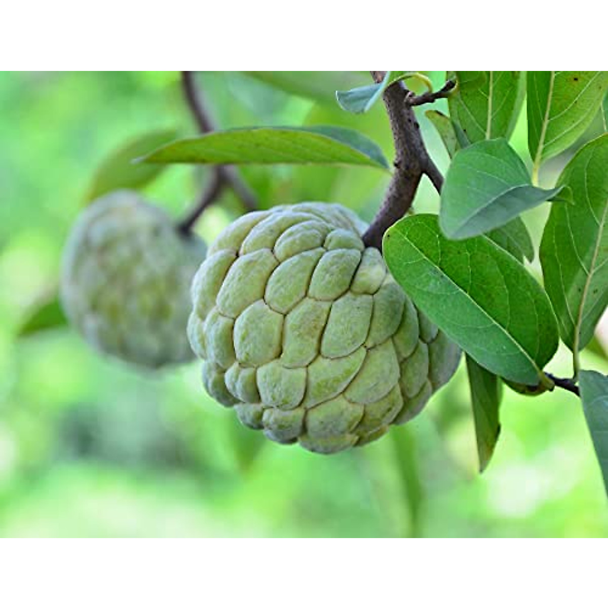 Sugar Apple Tree Seeds for Planting - 5 Seeds -Annona squamosa - Great for Bonsai or Patio Plant - Sweetsop