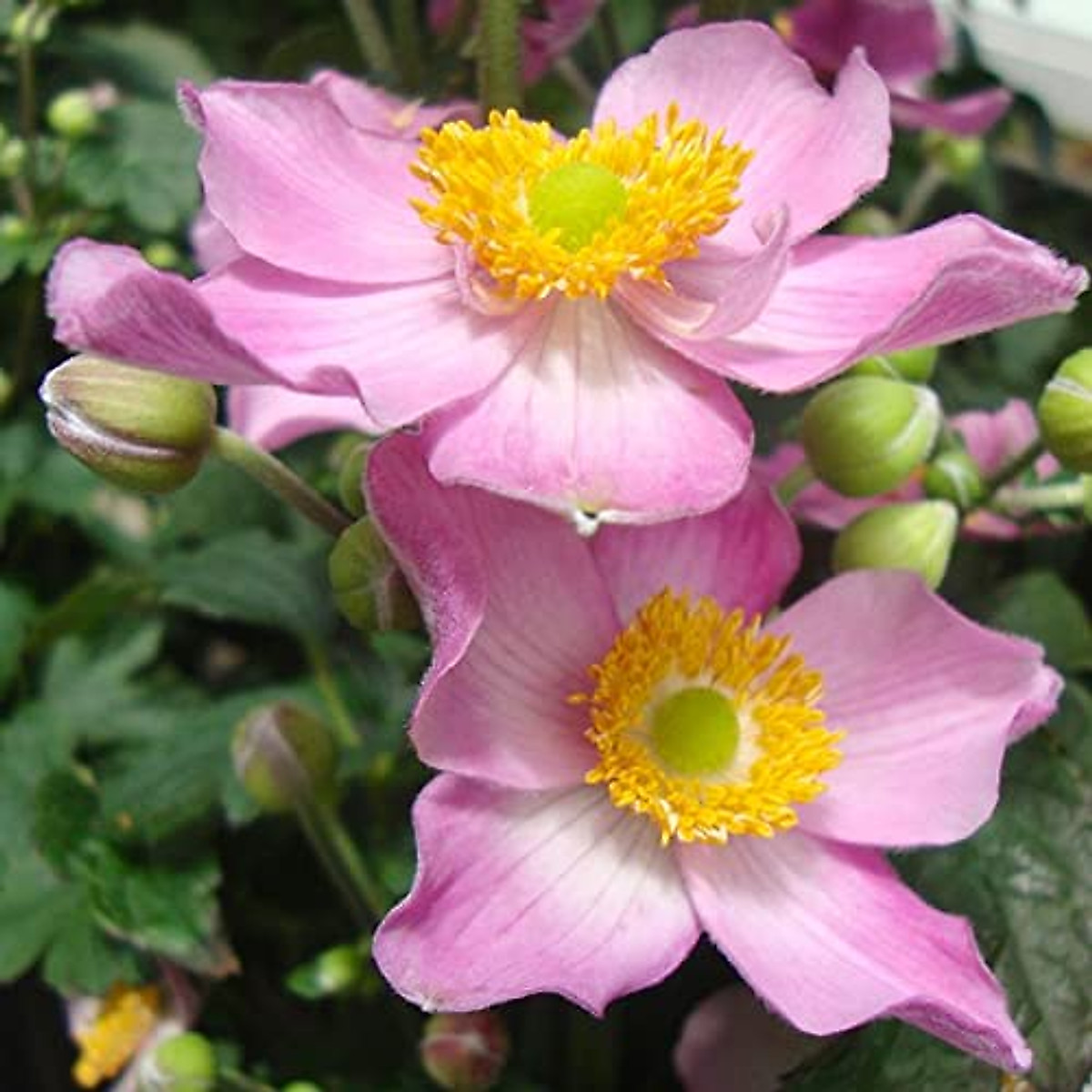 CHUXAY GARDEN Chinese Anemone-Japanese Thimbleweed,Anemone Hupehensis,Windflowers 30 Seeds Easy Care Ornamental Flower Seed