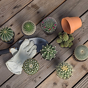Altman Plants Assorted Cactus Collection 2.5" 4 pack
