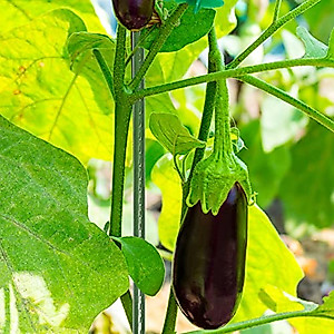 Tingyuan Garden Stakes 25 Pack Tomato Stakes Plant Sticks with 100 Ties (48 inch)