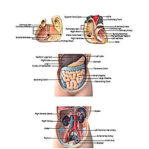 hand2mind 19 Inch Tabletop Human Torso Model, Anatomically Accurate Kit, 10 Removable Human Organs, Anatomy Model for Kids, Human Anatomy Torso Model, Science School Supplies, Trachea Model