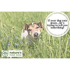 Poop Fixer Digestion Aid for Dogs. Fiber, Prebiotic & Active Enzymes to Relieve Gas and Other Digestive Issues and Optimize Stool. 13.4 OZ Powder