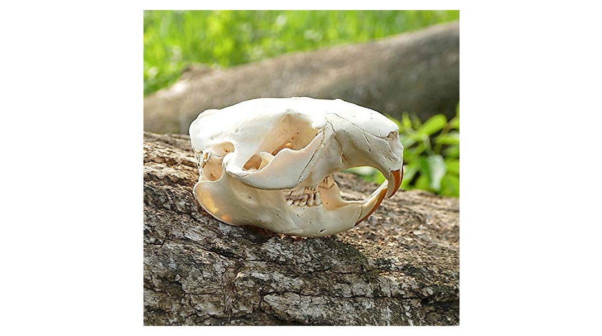 Authentic Beaver Skull – Unique Taxidermy Decor