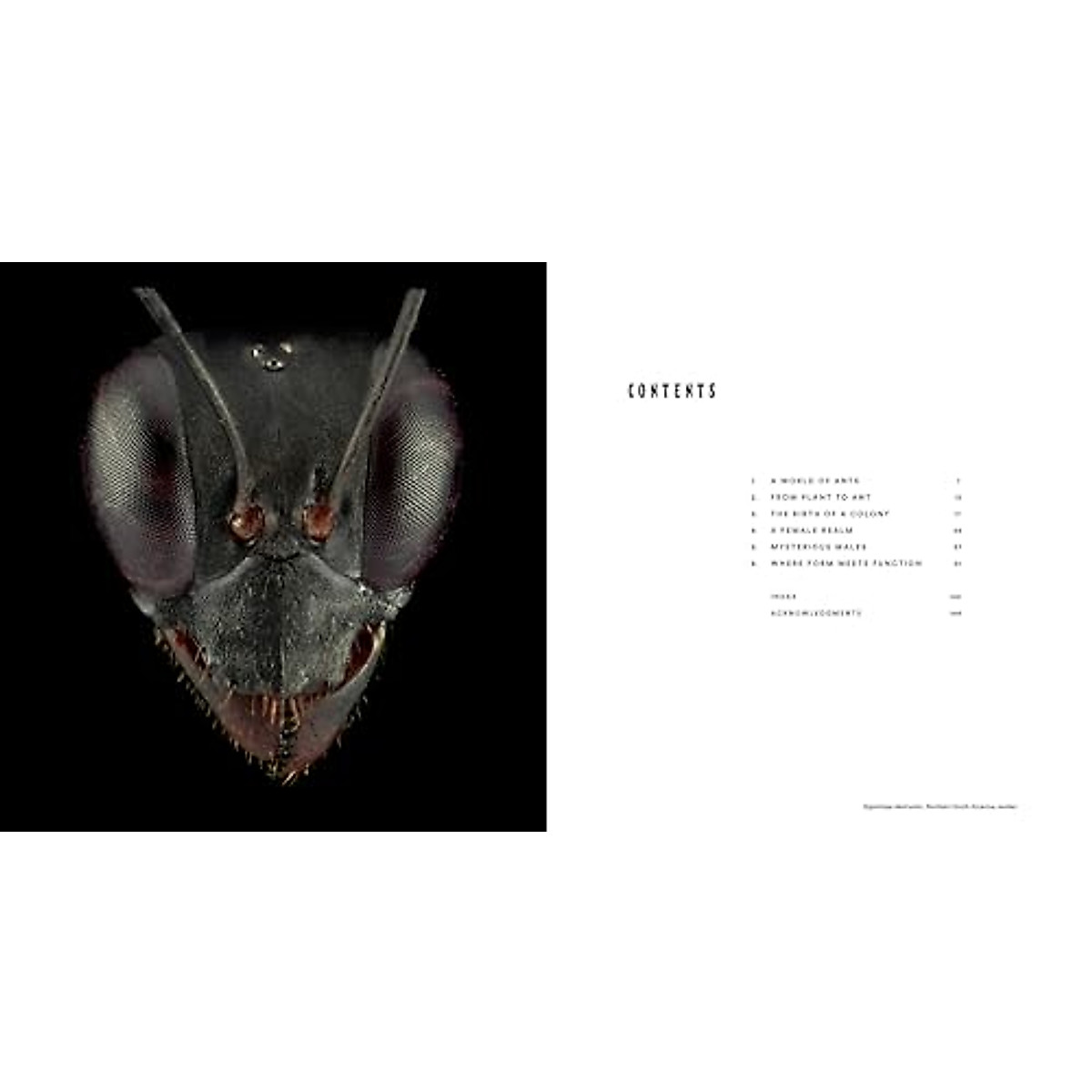 Ants: Workers of the World