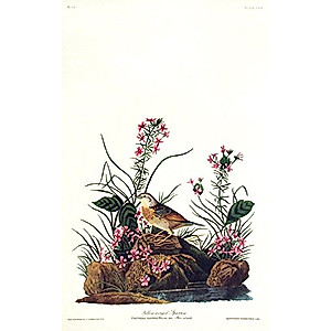 Yellow-winged Sparrow. From"The Birds of America" (Amsterdam Edition)