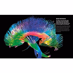 Knowledge Encyclopedia Human Body! (DK Knowledge Encyclopedias)