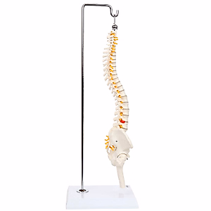 Axis Scientific 15.5" Mini Spine Model with Vertebrae,Nerves,Arteries, Lumbar Column,Male Pelvis - Human Anatomy Model for Education & Study - Includes Stand/Product Manual - Plastic Spine Model