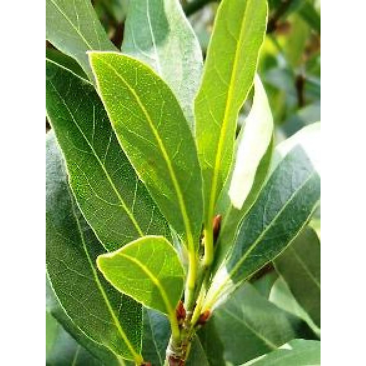 Bay Leaf Plant Live Sweet Bay Plant Tree 6 to 8 Inches Tall Planting Perennial Outdoors