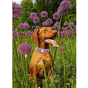 ARING PET Velvet Dog Collar and Leash Set, Soft Dog Collar and Leash, Adjustable Collars for Dogs