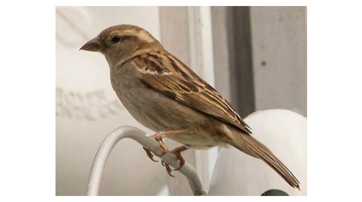 Effective Bird Trap for Sparrows and Starlings | Ravenox Eliminator