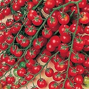 PAPAW'S GARDEN SUPPLY LLC. HELPING THE NEXT GENERATION GROW! Sweet Million Cherry Tomato Seeds, Non-GMO, 1 Pack of 25 Seeds