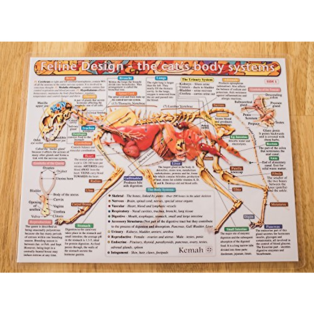 Feline Design-The Cat's Body Systems - A Double-Sided, Laminated Cat Anatomy Chart: A Learning and Teaching Chart
