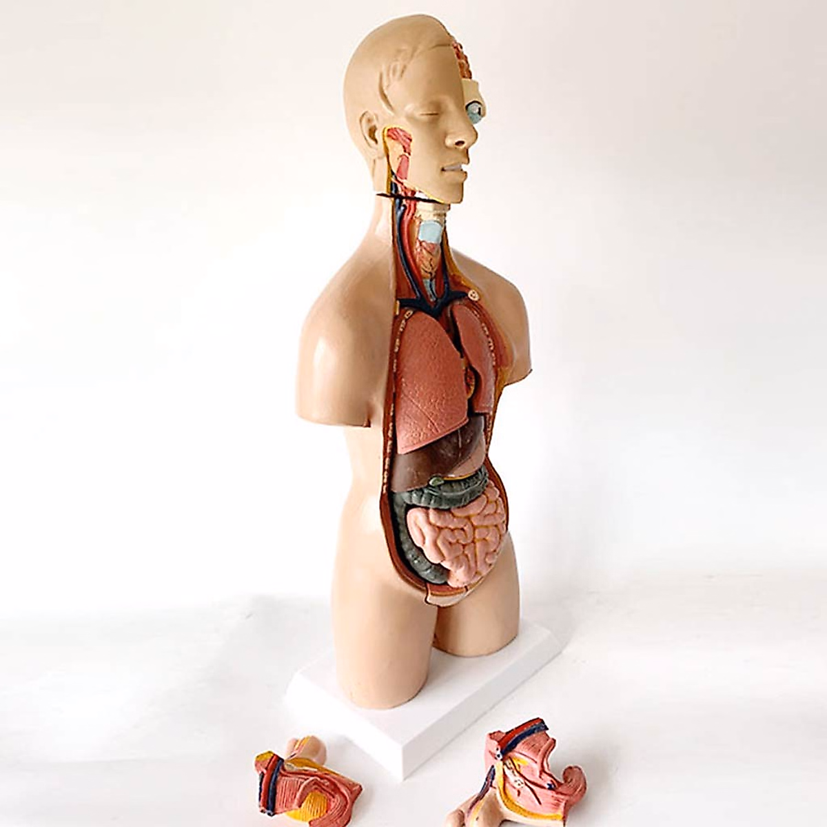 KINOFU Teaching Model, Human Torso Body Model 55Cm Anatomy Anatomical Medical Internal Organs Trunk Human Internal Body Model for Teaching Anatomy Biology Teaching Aids
