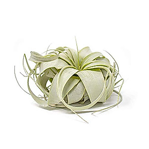 Tillandsia Xerographica Air Plant, Tillandsia Air Plants Live Large Indoor Plants Live Houseplants, Exotic Plants for Succulent Terrarium, Fairy Garden Decor, Succulents Live Plants by Plants for Pets