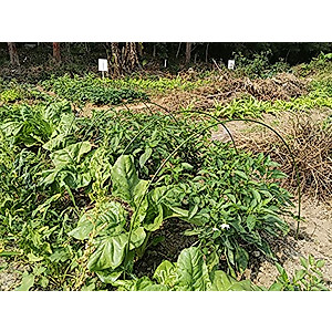 Garden Hoops for Raised Beds Hoop House Greenhouse Super Hoops for Garden Netting Garden Hoops for Row Cover Hoops for Garden Beds Fiberglass 6.56ft 6pack ONE Piece Design