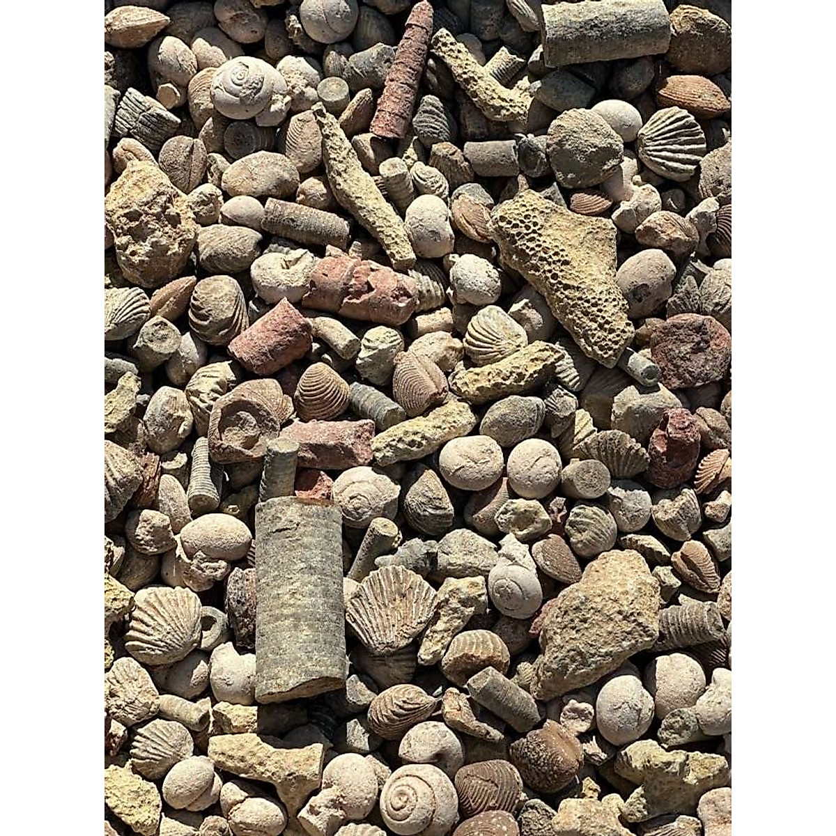 Fossil Mix | Bag of Genuine Fossils | Ammonites Crinoids Brachiopods Orthoceras & More! (1/2LB)