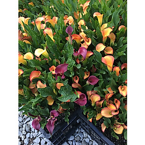 Hybrid Calla Lilies Mixed Value Pack - 5 Bulbs/pkg - Bright Colors Red, Orange, Yellow, Pink