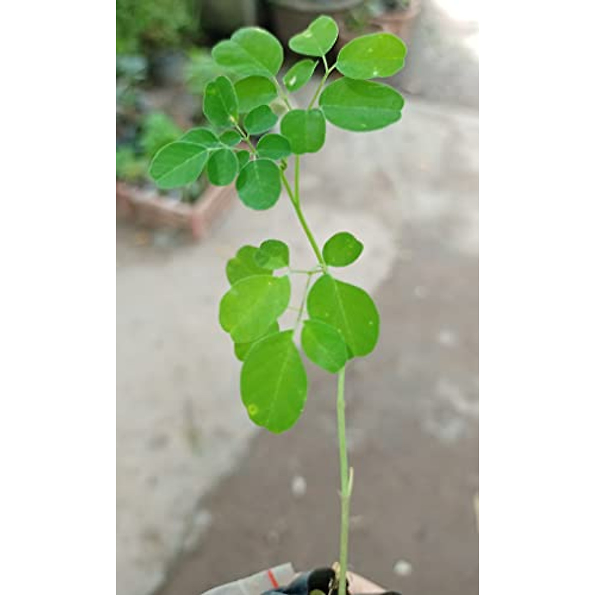 Moringa Rooted Plant Ornaments Perennial Garden Simple to Grow Pots, Moringa Oleifera, 6 Inches in Tall