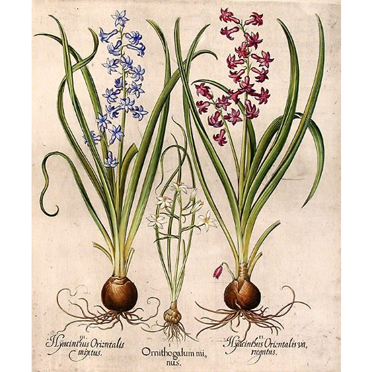[Star-of-Bethlehem] Ornithogalum minus; [Hyacinth] Hyacinthus Orientalis variegatus; [Hyacinth] Hyacinthus Orientalis mixtus