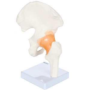 Axis Scientific Life Size Human Hip Bone Anatomy Model – Premium Hip Joint Anatomy Model for Medical Students with Flexible Ligaments and Bony Landmarks – Includes Base, Includes Product Manual